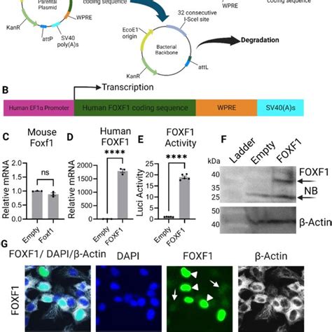 Function Of Foxf1 Minicircle Plasmid A Foxf1 Minicircle Plasmid