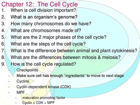 Chapter 12 The Cell Cycle Ppt Download