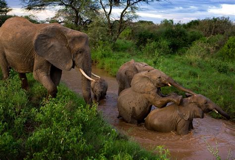 Majestic African Bush Elephants Hd Wildlife Wallpaper In Natural Habitat