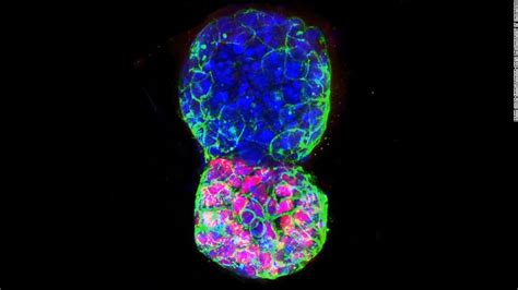 Mouse Embryo Arises From Stem Cells