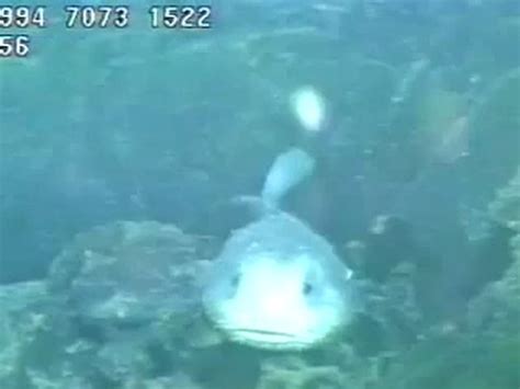 Baby Blobfish