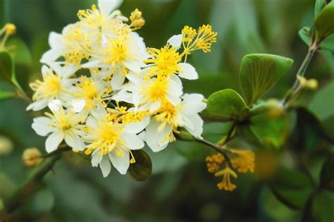 Premium Ai Image Close Up Beautiful Yellow Spring Flower Natural