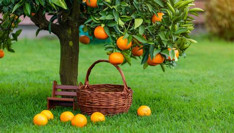 Growing Navel Orange Trees Guide To Backyard Harvest 2026