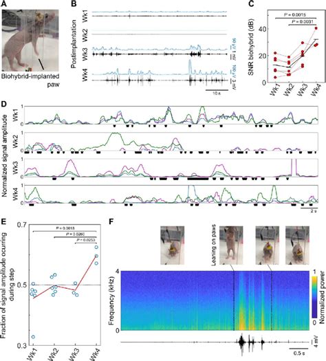 Nerve Electrical Recordings From Biohybrid Devices Progressively Download Scientific Diagram