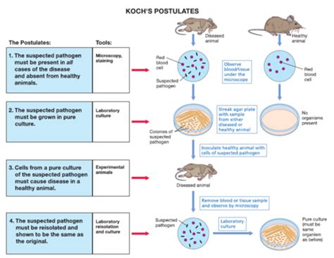 Bacteria Importance Flashcards Quizlet