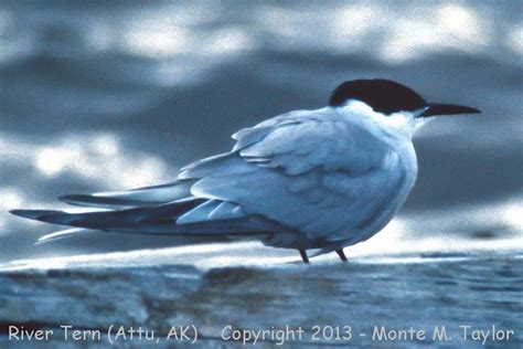 River Common Tern
