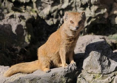Free Picture Mongoose Cute Nature Wild Desert Wildlife Fur