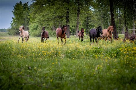 Ośrodek 🌙 Noc W Stajni Zakończenie Sezonu 2025 🐴 📅 30 31 Sierpnia 📍 Ośrodek Jazdy Konnej