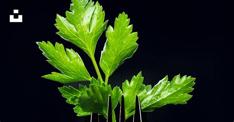 투명 유리 꽃병에 녹색 식물 사진 Unsplash의 무료 녹색 이미지