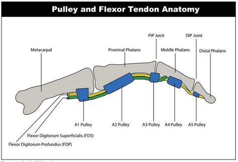Finger Pulley Injuries In Rock Climbing Climb Fit