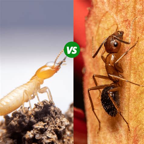 What Is A Red Velvet Ant