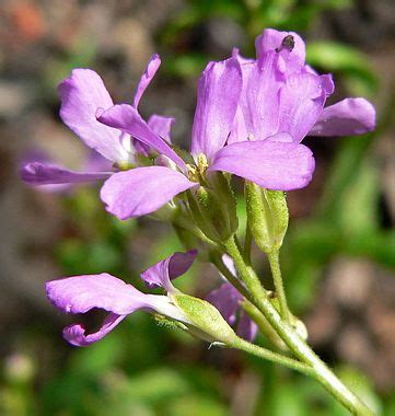 Coast Rockcress