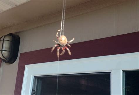 Do Orb Weavers Bite Unraveling The Truth About These Spiders Whats