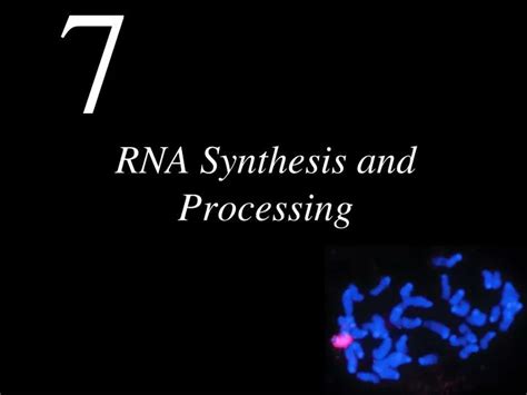 PPT RNA Synthesis And Processing PowerPoint Presentation Free Download ID 2240923
