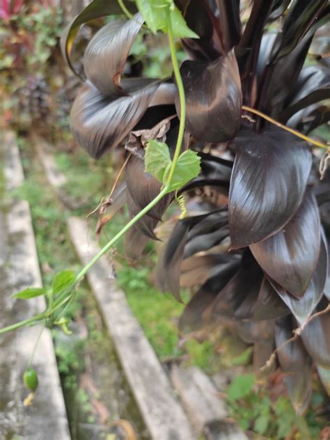 Namakucella Tumbuhan Liar Timun Tikus Boleh Dimakan