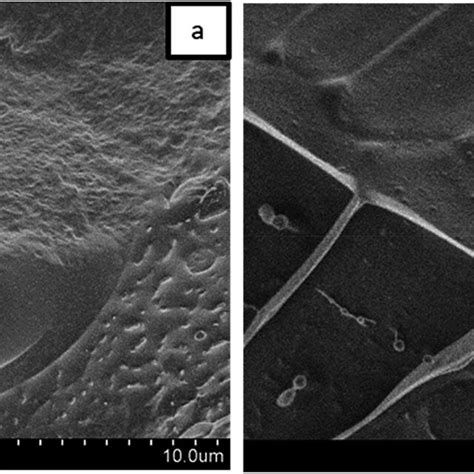 Cryo Sem Micrographs Of A Janus Droplet Stabilized By A Copolymer Layer