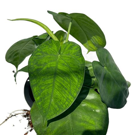 Syngonium Frosted Heart – Thai Exotic Greenery