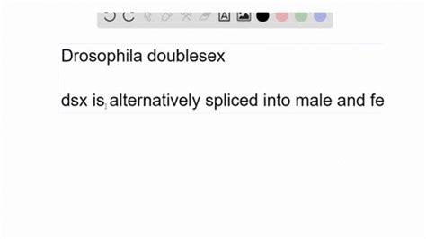 SOLVED A Mutation Occurs In The Drosophila Doublesex Gene That Prevents Tra From Binding To The