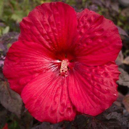 Hibiskus Bylinowy Wielokwiatowy HOLY GRAIL Hibiskusy KRZEWY OZDOBNE