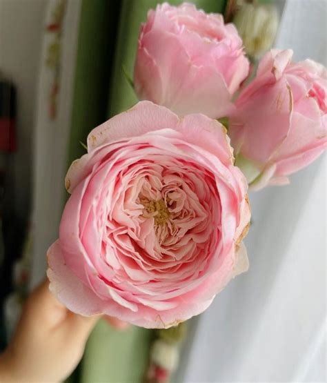 Rose 'mansfield Park' 曼斯菲尔德庄园 2 Gal Live Plant - Etsy