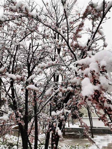 桃花暴雪突袭河南等省这到底意味着什么 腾讯新闻