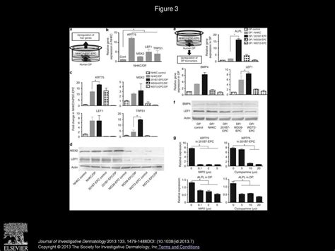 Human Induced Pluripotent Stem CellDerived Ectodermal Precursor Cells Contribute To Hair