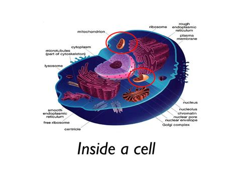 Mitochondrial Dysfunction Symptoms And Treatment Cortica
