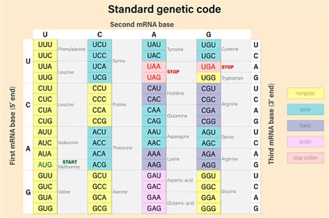 Genetic Code The Three Bases Of An Mrna Codon Amino Acid Sequence向量圖形及更