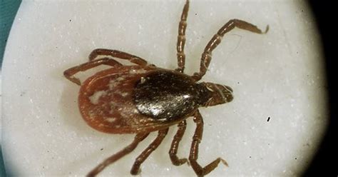 Powassan Virus Gardiner Resident Dies Of Tick Transmitted Disease