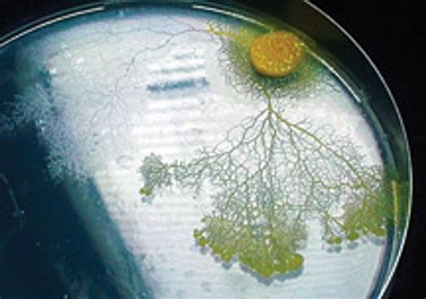 Is Slime Mold Smarter Than A Roomba Ieee Spectrum