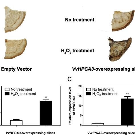 Scheme Of Transformation Plasmid And The Effect Of Transient Download Scientific Diagram