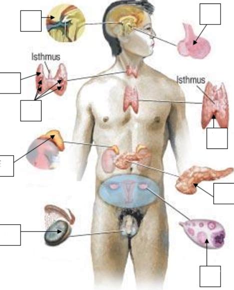 Endocrine Diagram Diagram Quizlet