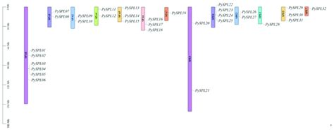 Chromosomal Localization Of Pyspls In Prunus × Yedoensis Download