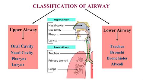 Airway Anatomy And Evaluation Pptpptx