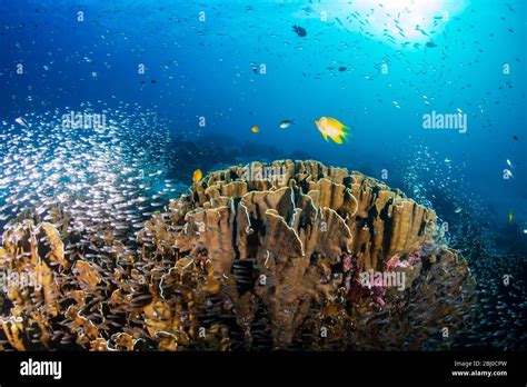 Tropical Fish And Glassfish Around Thriving Colorful Hard Corals On A