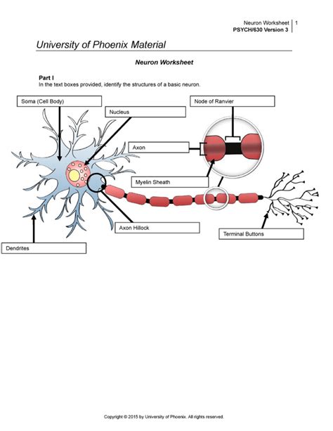 anatomy of a neuron worksheets answers printable worksheets