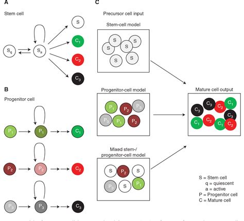 Figure 1 From Diversity Of Neural Precursors In The Adult Mammalian