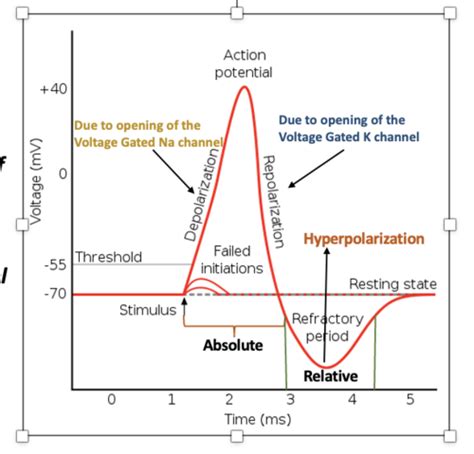 Vsi Exam 2 Lecture 3 Flashcards Quizlet
