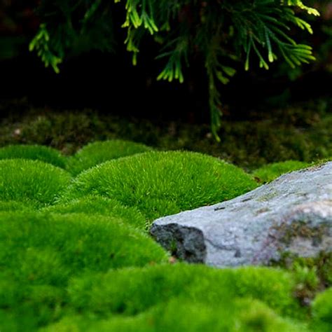Moss Plants That Will Enhance Your Moss Garden