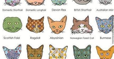 Types Of Cats Imgur