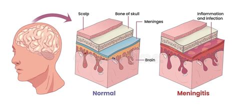 Bacterial Membranes Stock Illustrations 43 Bacterial Membranes Stock