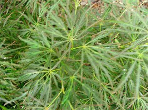 Hansel Advanced Japanese Maple Raraflora