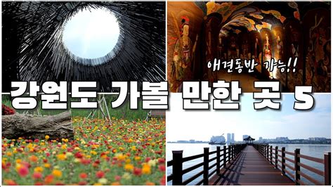 재업 강원도 당일치기 여행지 다섯 곳 추천해드립니다 반려견 동반도 가능한 여행지로만 선정했어요 Youtube