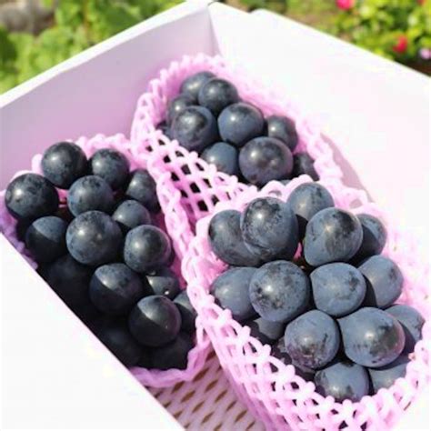 ナガノパープル 2kg3~5房の通販・お取り寄せ やまざきファーム 長野県須坂市のフルーツ農園