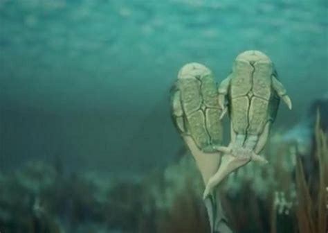 Peixes pré históricos da Escócia podem ter inventado o sexo Aquarismo Paulista