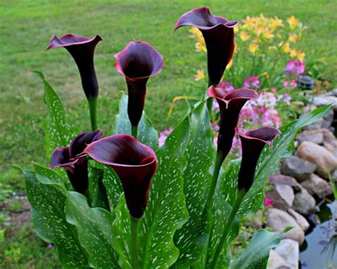 Calla Lily Flowers Add Gracious Beauty to Landscaping Ideas and Yard ...