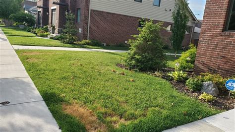 When To Start Treating My Grass Storables