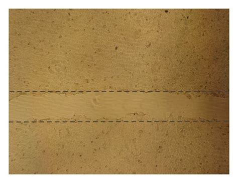 Wound Healing Assay With Hacat Cells Displaying The Increased Cell