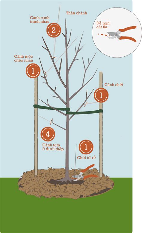 Bấm Ngọn Tỉa Cành Có Lợi Gì Lợi ích Và Phương Pháp Bấm Ngọn Tỉa Cành