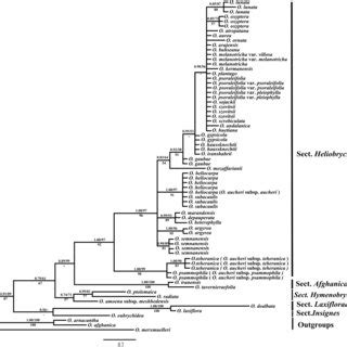 Fifty Percent Majority Rule Consensus Tree Resulting From Bayesian